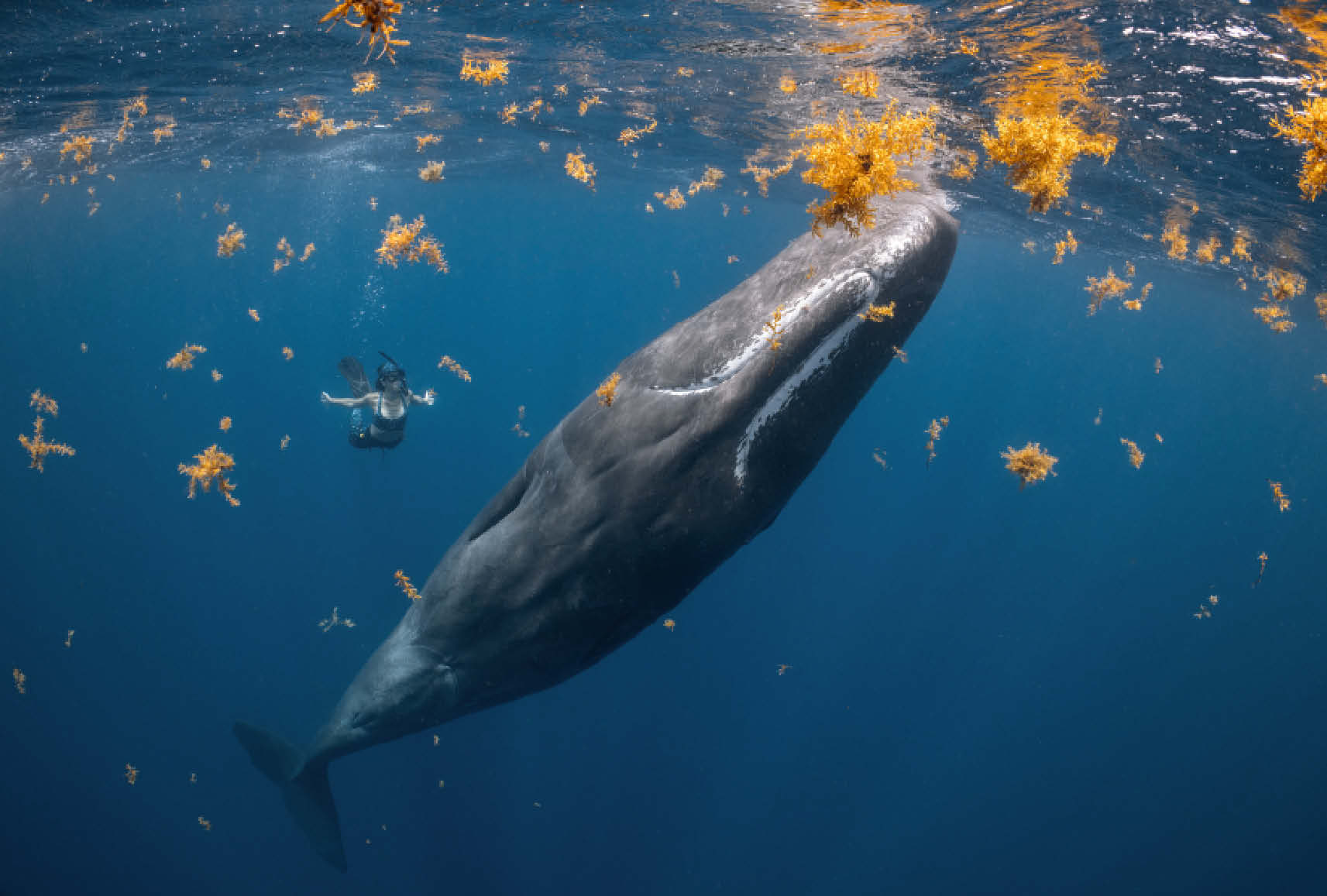 Playbac Presse Digital: journaux jeunesse Le Petit Quotidien, Mon ...