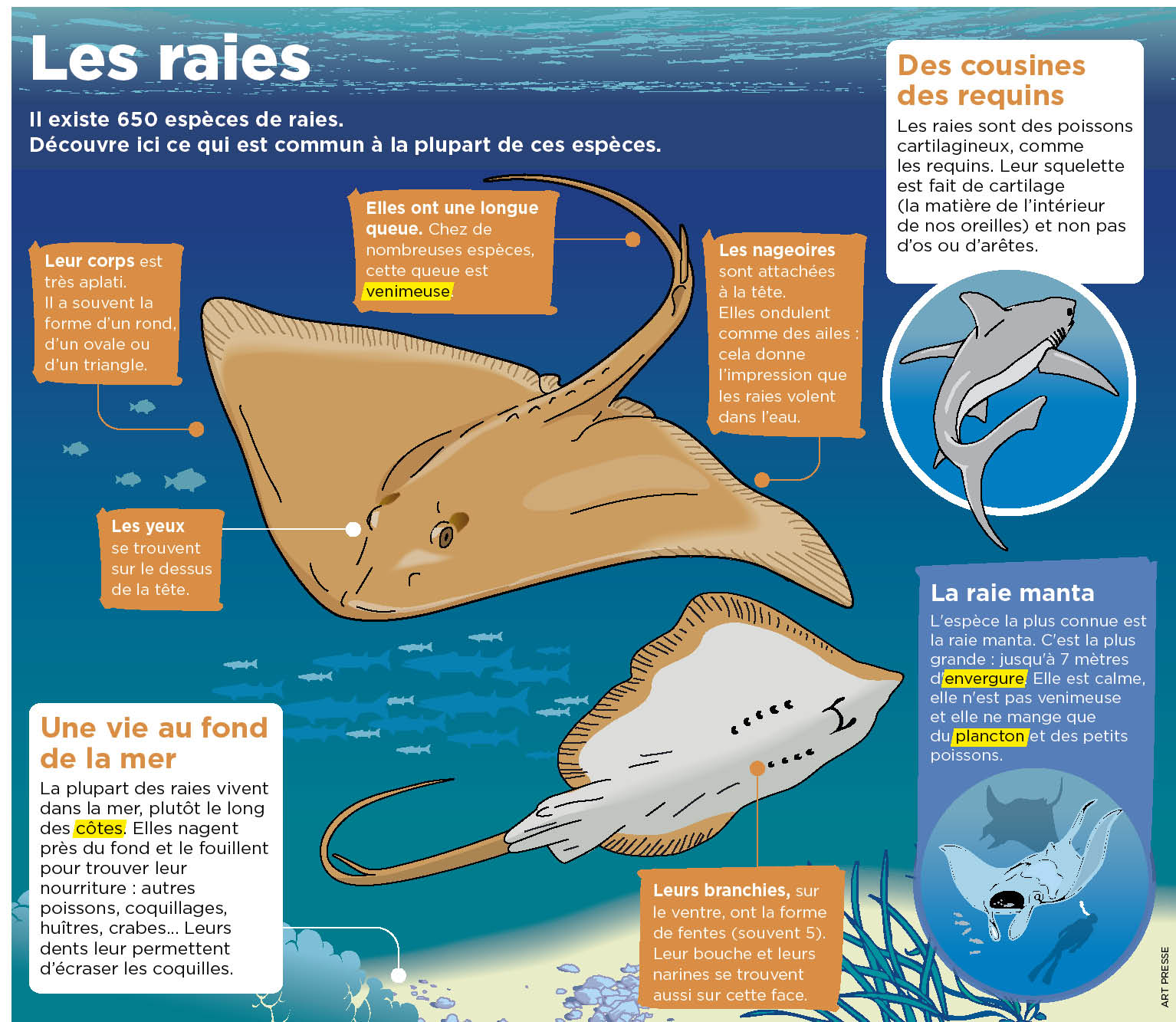 Playbac Presse Digital: journaux jeunesse Le Petit Quotidien, Mon ...