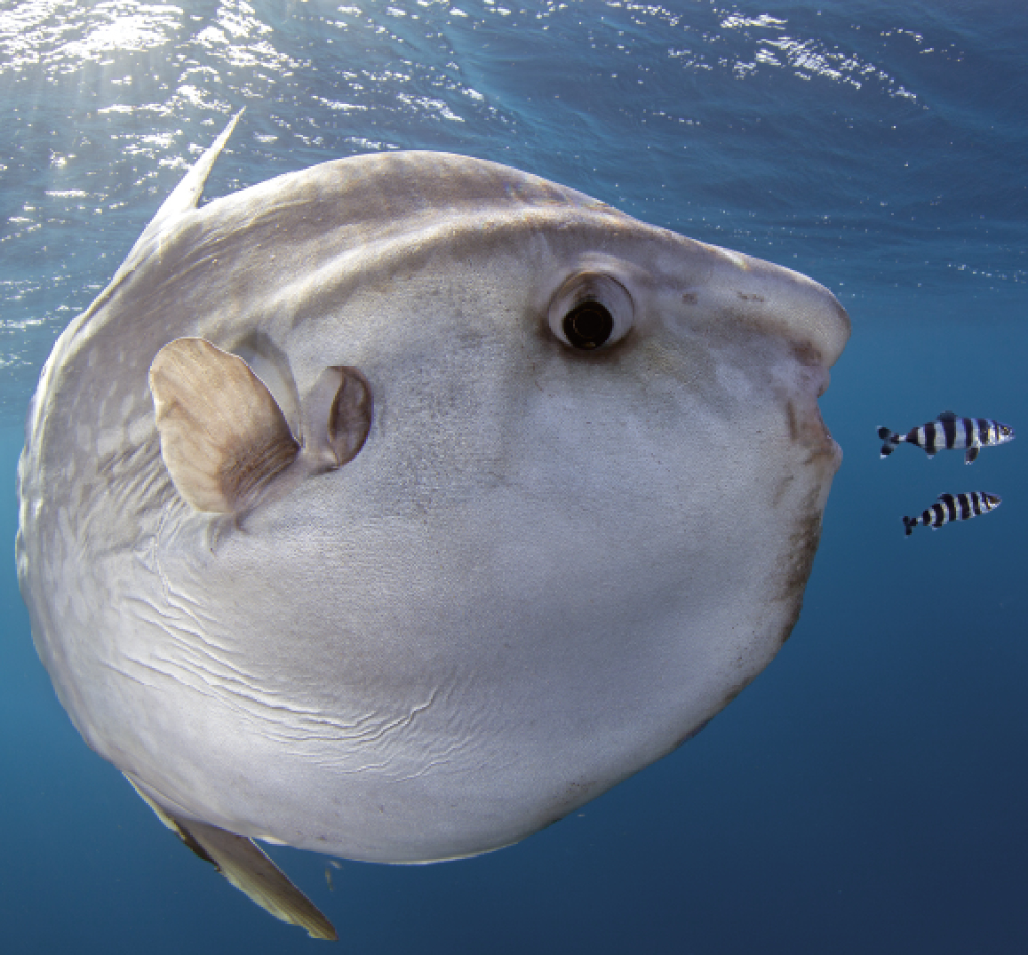 la lune et les poissons