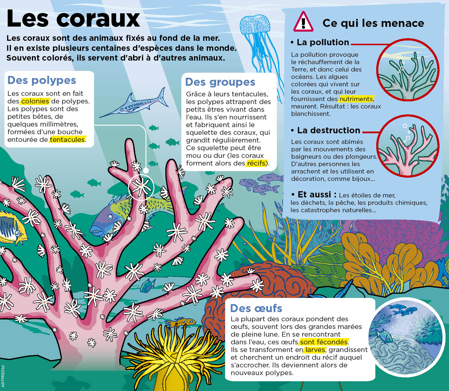 Playbac Presse Digital: journaux jeunesse Le Petit Quotidien, Mon ...