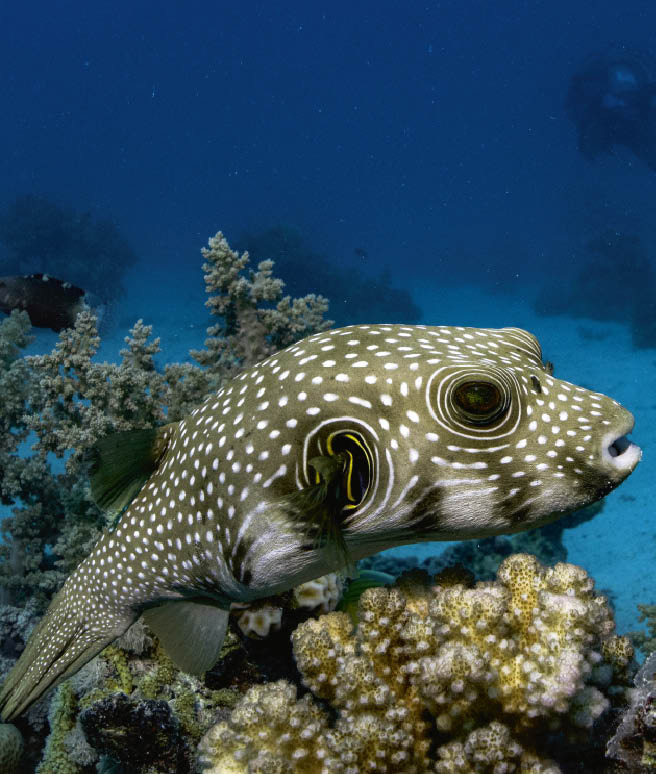 Playbac Presse Digital: journaux jeunesse Le Petit Quotidien, Mon ...