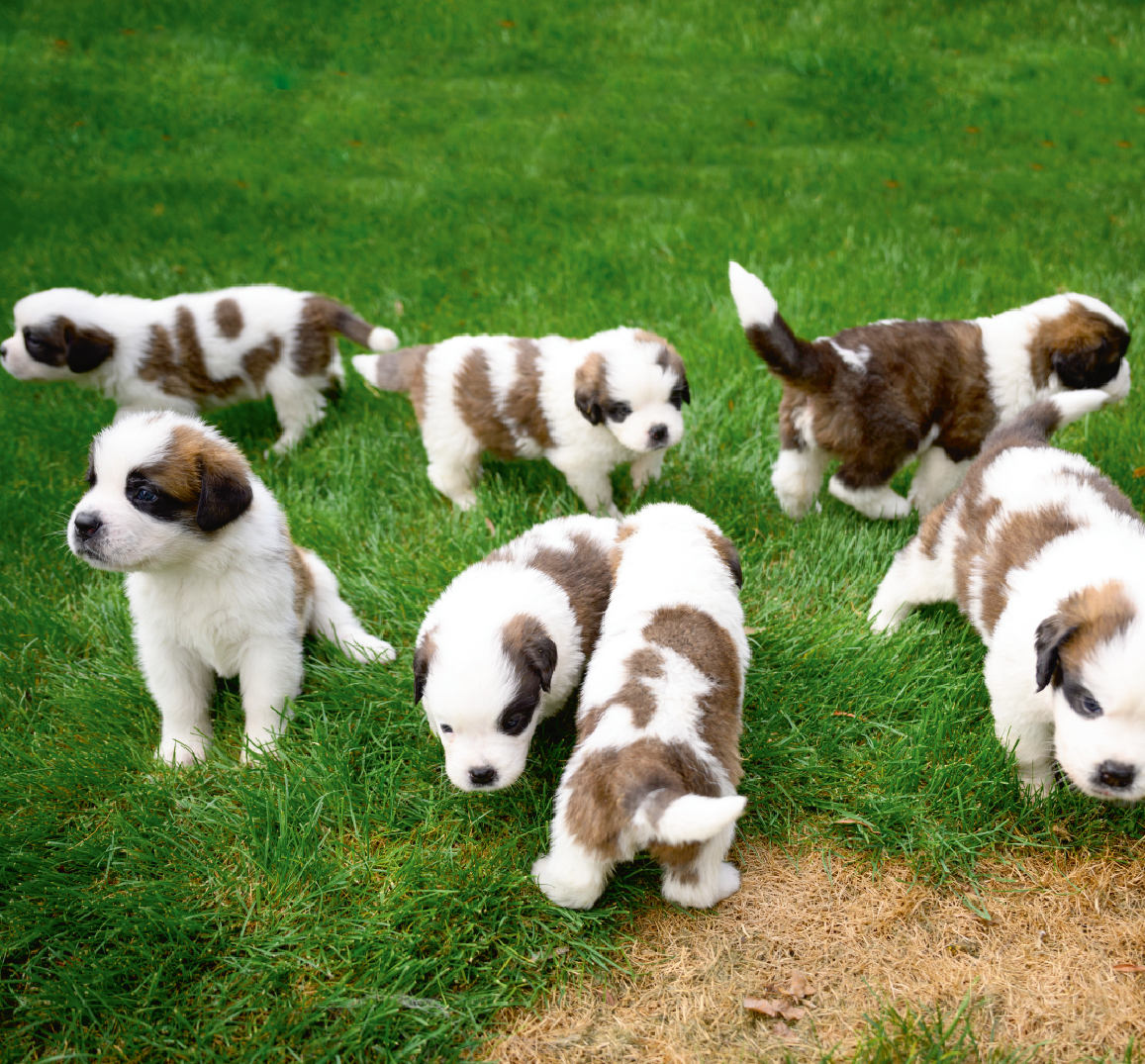 Playbac Presse Digital: journaux jeunesse Le Petit Quotidien, Mon ...