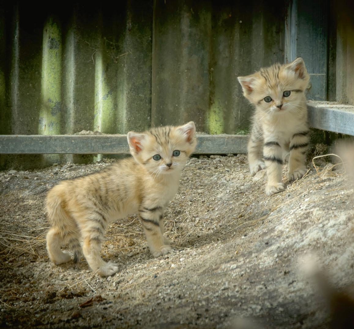 Playbac Presse Digital: journaux jeunesse Le Petit Quotidien, Mon ...