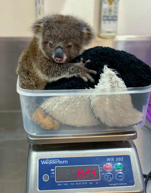 Playbac Presse Digital: journaux jeunesse Le Petit Quotidien, Mon ...