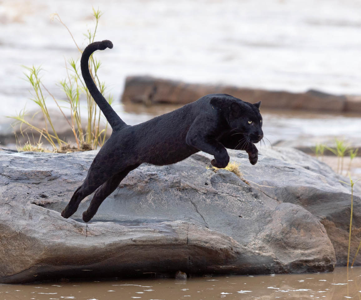 Playbac Presse Digital: journaux jeunesse Le Petit Quotidien, Mon ...