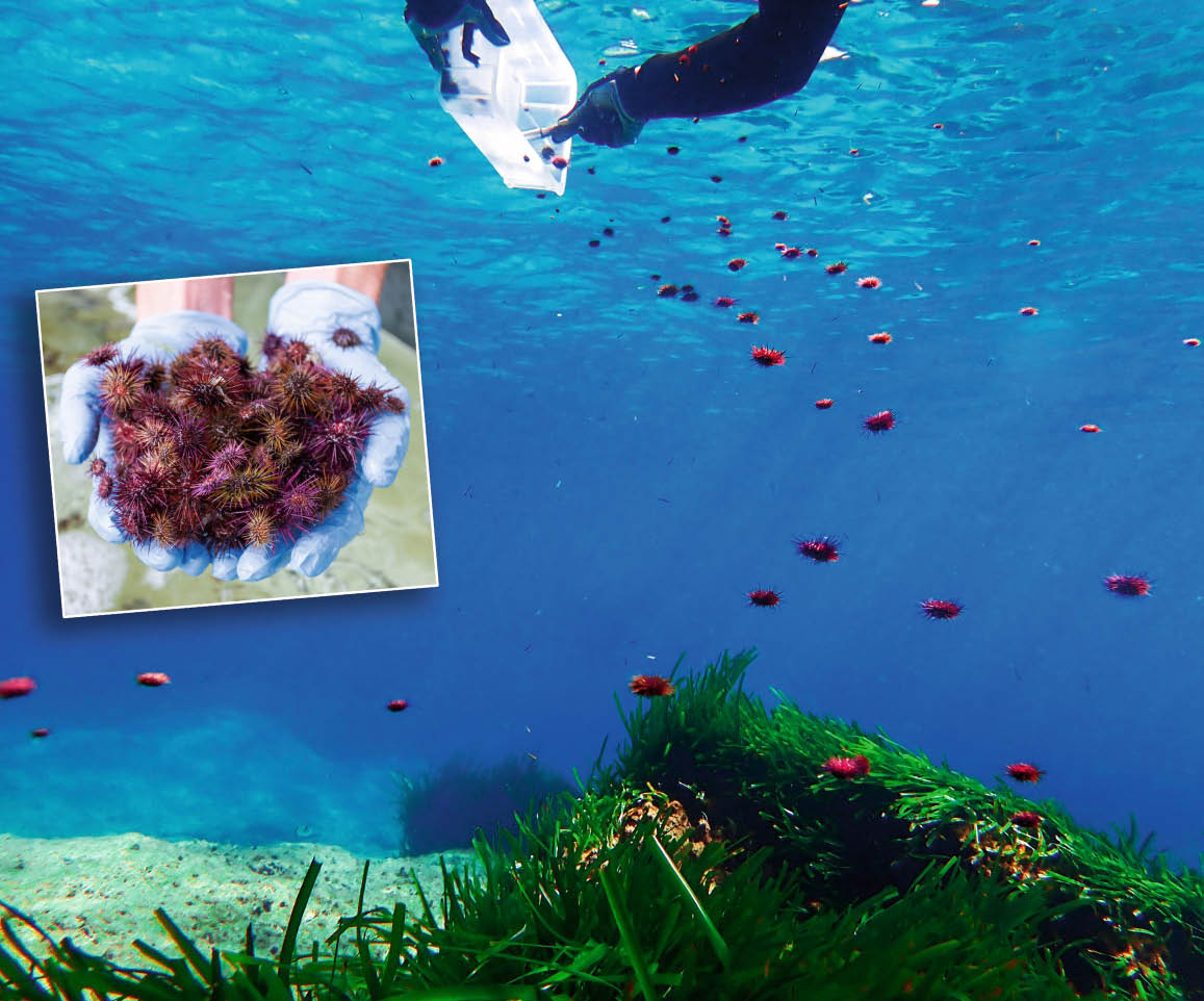 Playbac Presse Digital: journaux jeunesse Le Petit Quotidien, Mon ...