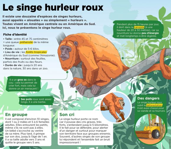 Playbac Presse Digital: journaux jeunesse Le Petit Quotidien, Mon ...