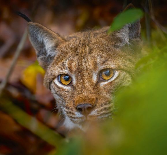 Playbac Presse Digital: journaux jeunesse Le Petit Quotidien, Mon ...