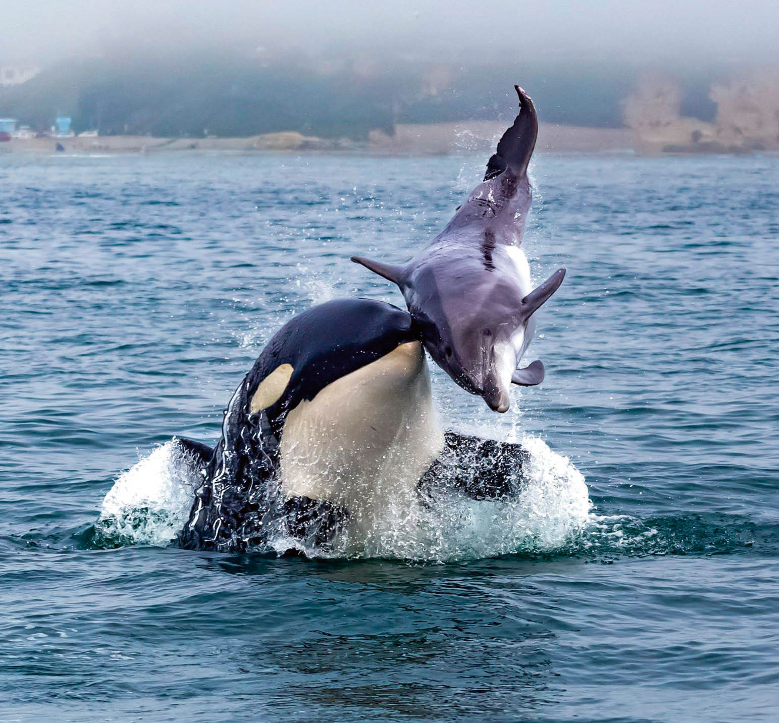 Playbac Presse Digital: journaux jeunesse Le Petit Quotidien, Mon ...