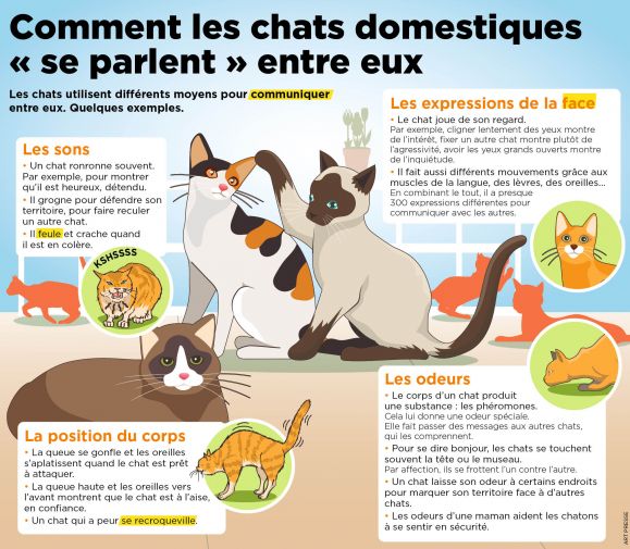 Les Chats Jouent Aux Cartes Le Langage Corporel Des Chats : Comprendre