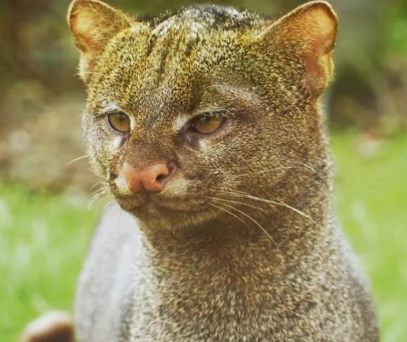 Playbac Presse Digital: journaux jeunesse Le Petit Quotidien, Mon ...