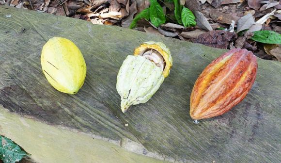 Playbac Presse Digital: journaux jeunesse Le Petit Quotidien, Mon ...