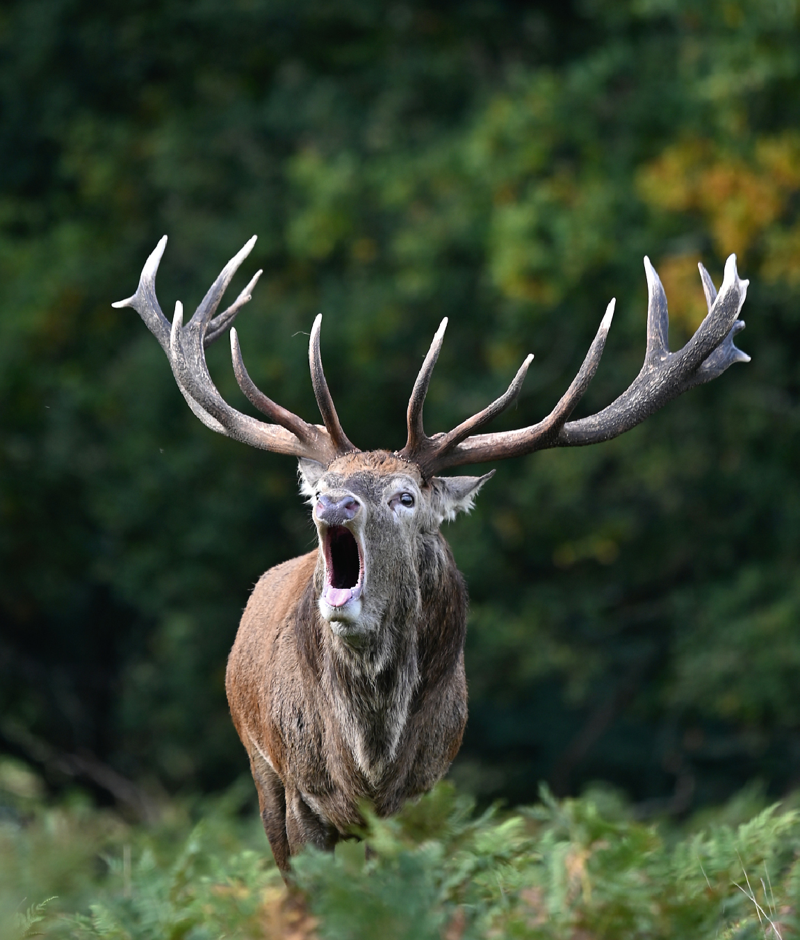 Playbac Presse Digital: journaux jeunesse Le Petit Quotidien, Mon ...