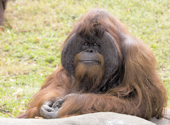 Playbac Presse Digital: journaux jeunesse Le Petit Quotidien, Mon ...