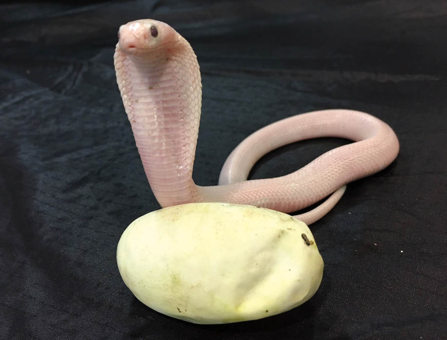 Playbac Presse Digital: journaux jeunesse Le Petit Quotidien, Mon ...