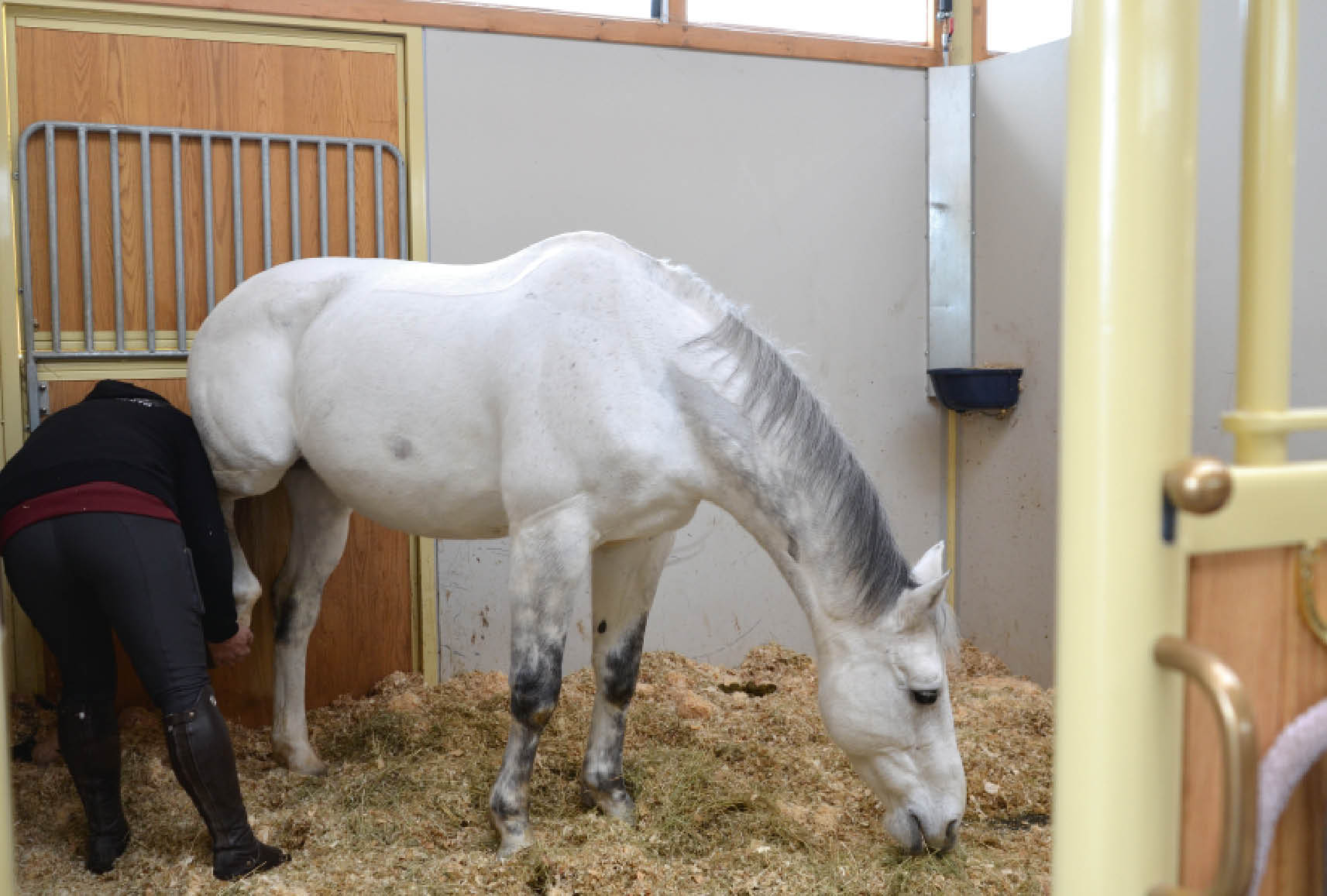 métiers autour du cheval