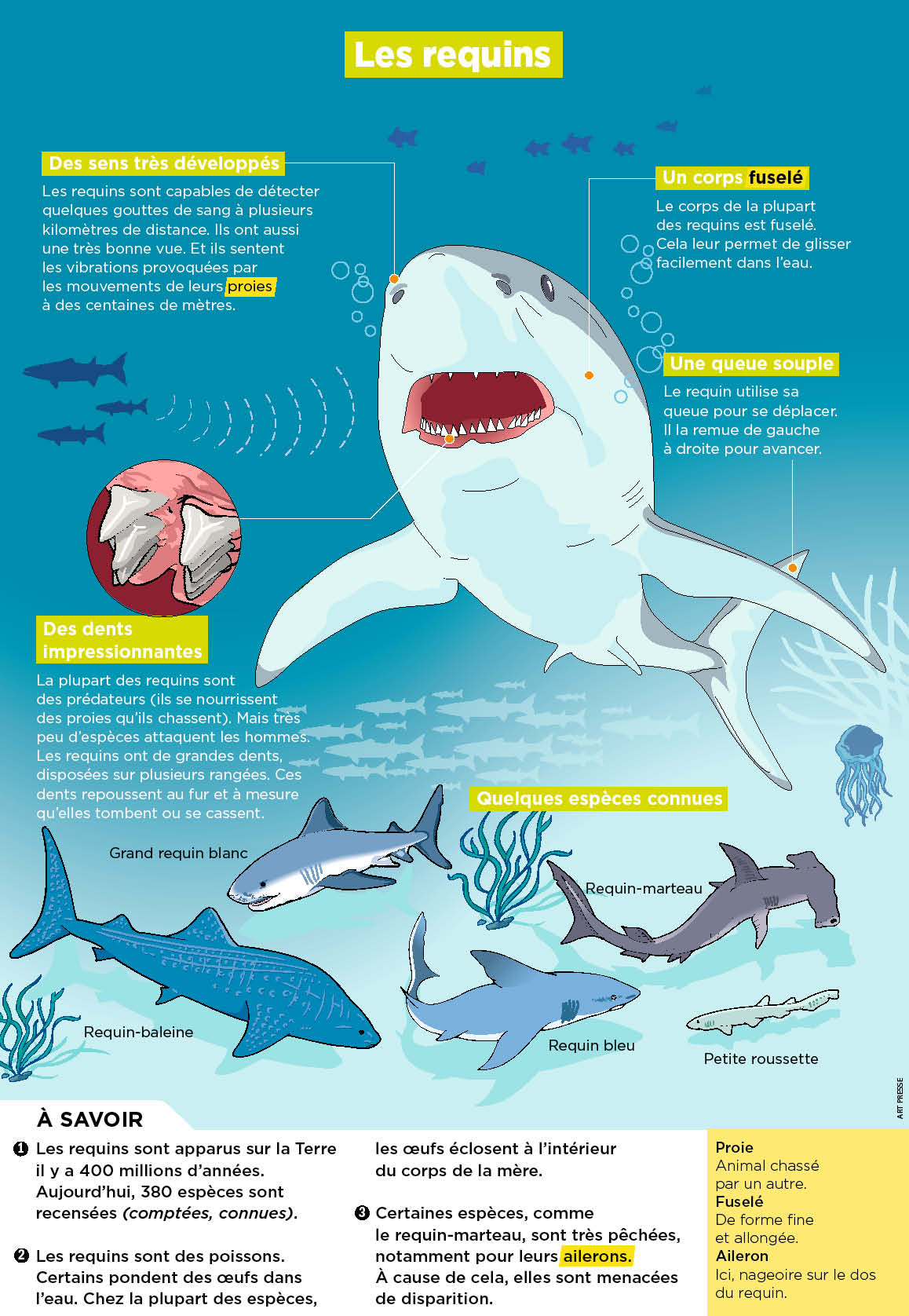 Playbac Presse Digital: journaux jeunesse Le Petit Quotidien, Mon ...