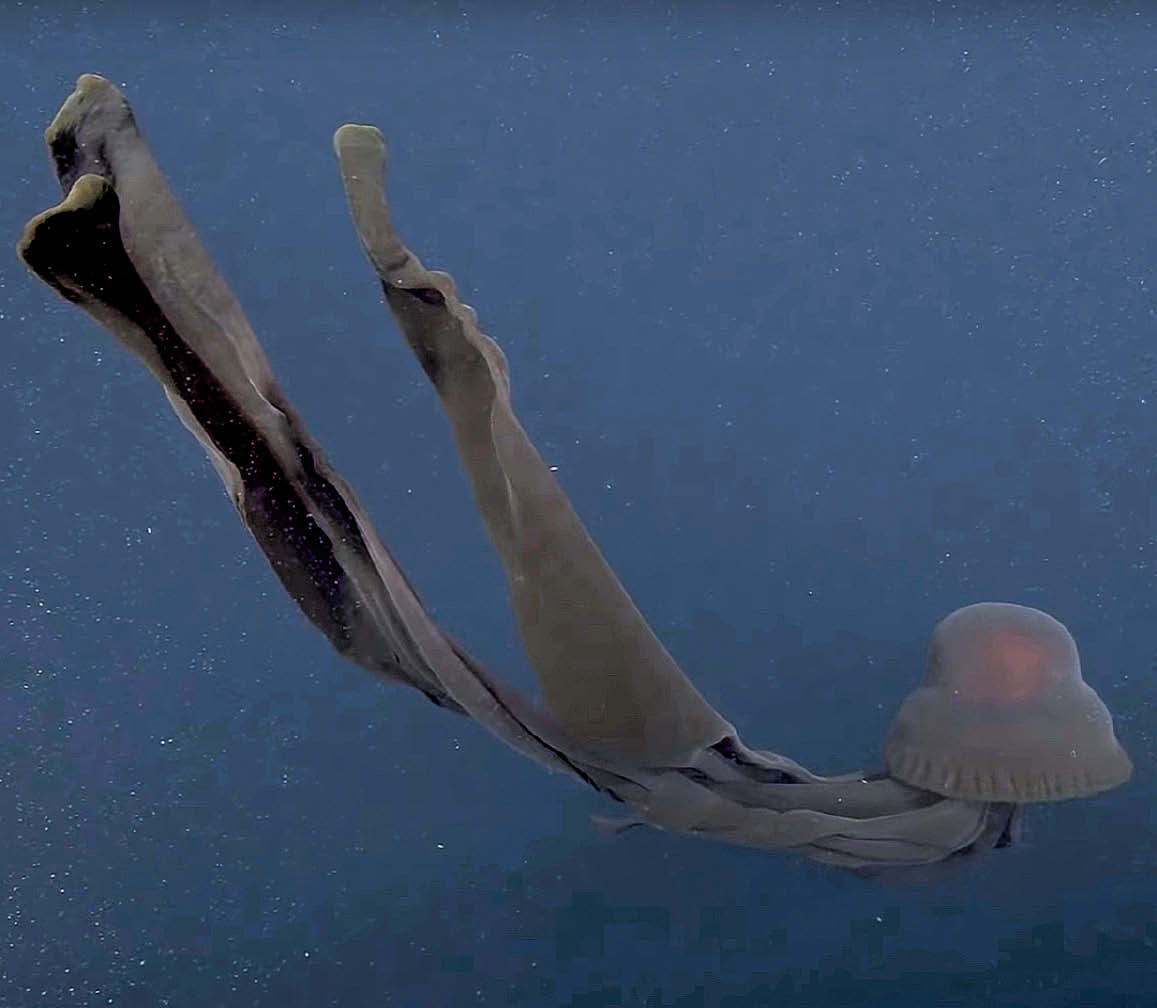 Méduse Géante Des Profondeurs Marines