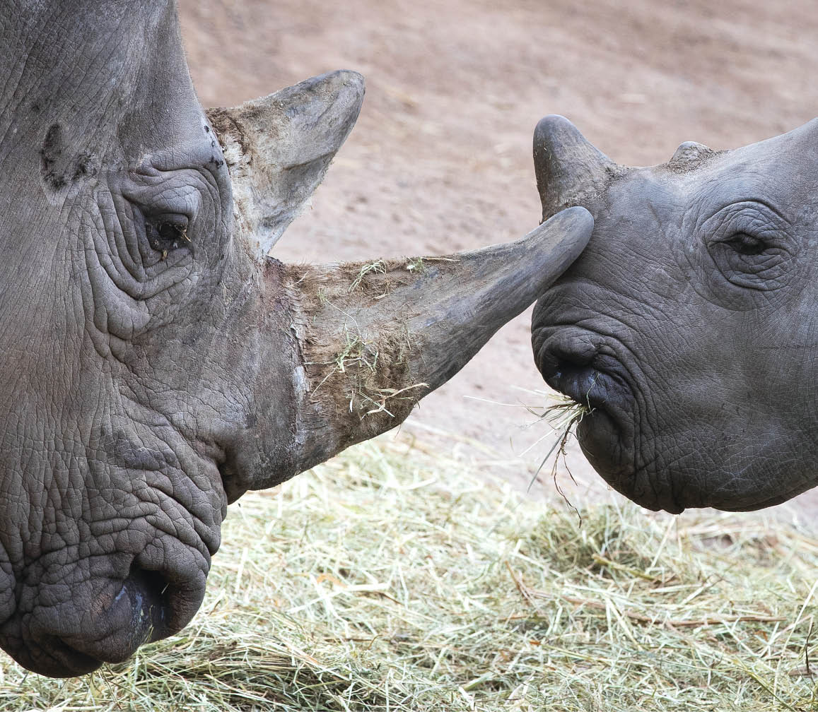 Playbac Presse Digital: journaux jeunesse Le Petit Quotidien, Mon ...