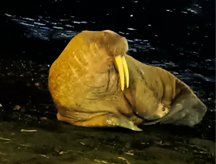 Playbac Presse Digital: journaux jeunesse Le Petit Quotidien, Mon ...