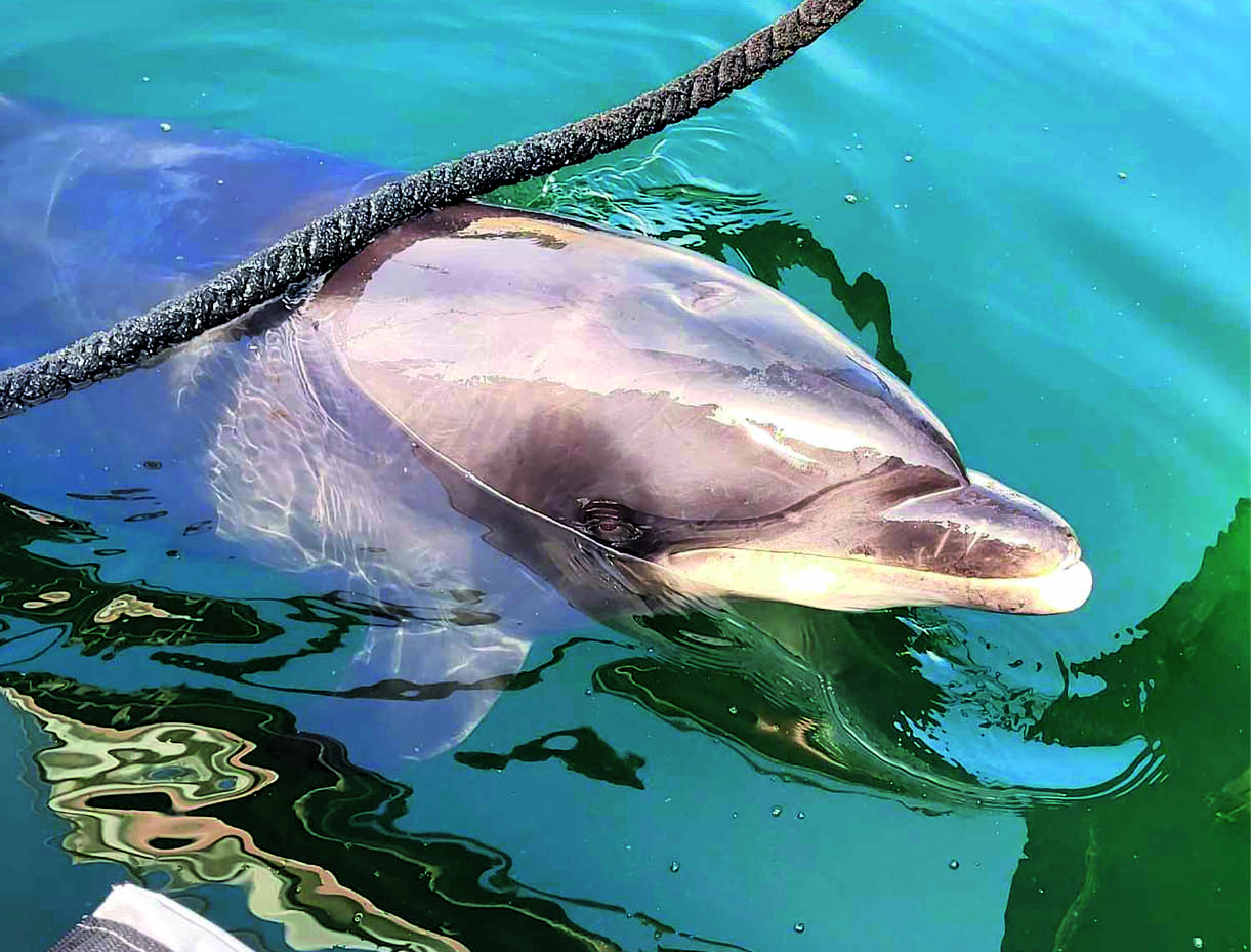 Playbac Presse Digital: journaux jeunesse Le Petit Quotidien, Mon ...