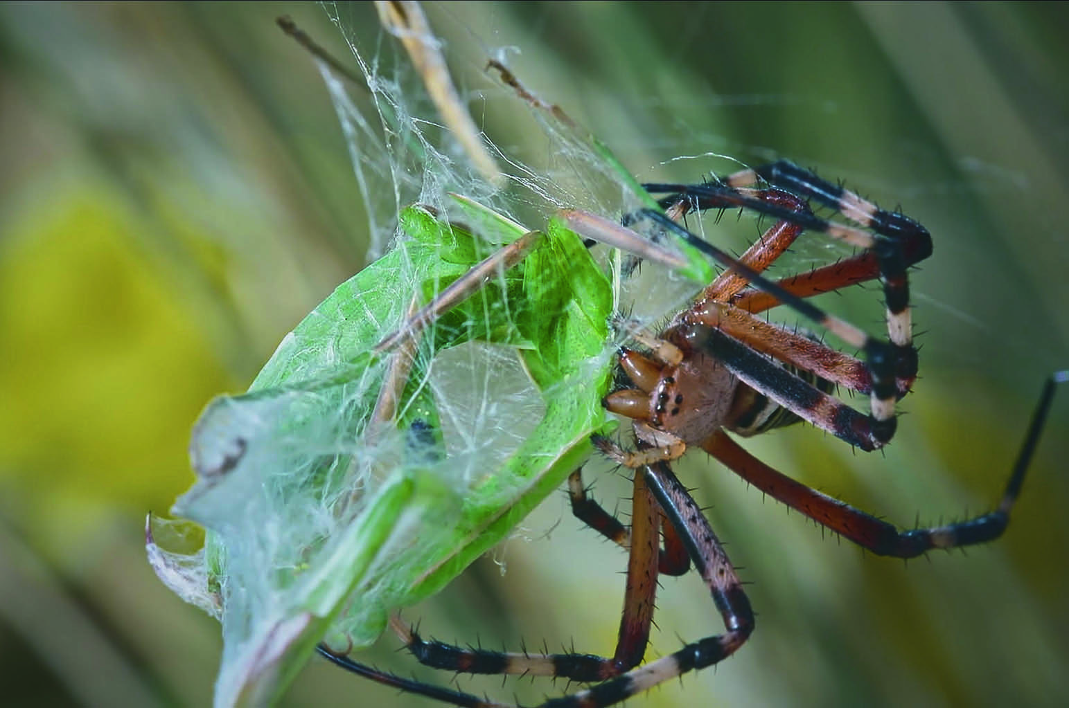 Playbac Presse Digital: journaux jeunesse Le Petit Quotidien, Mon ...
