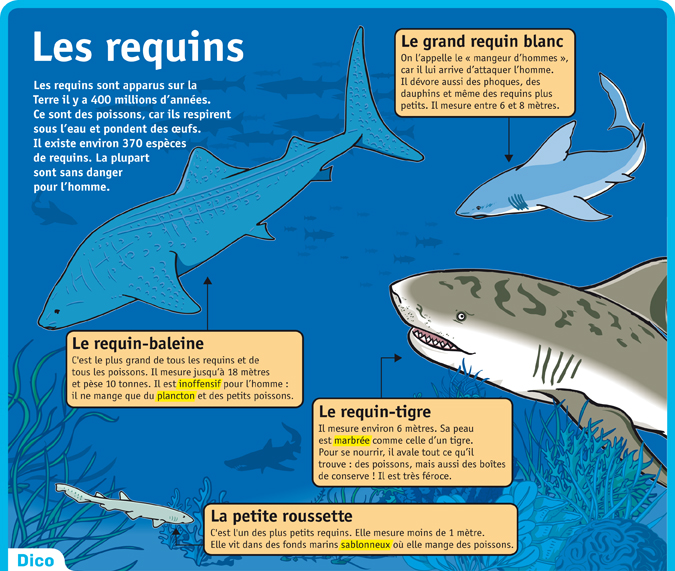 Playbac Presse Digital: journaux jeunesse Le Petit Quotidien, Mon ...