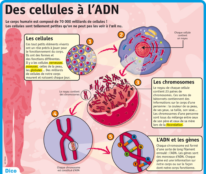 Playbac Presse Digital: journaux jeunesse Le Petit Quotidien, Mon ...