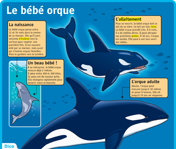 Playbac Presse Digital: journaux jeunesse Le Petit Quotidien, Mon ...